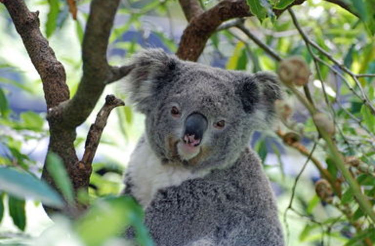 Akf: in Australia i koala si sono già «funzionalmente» estinti - Open