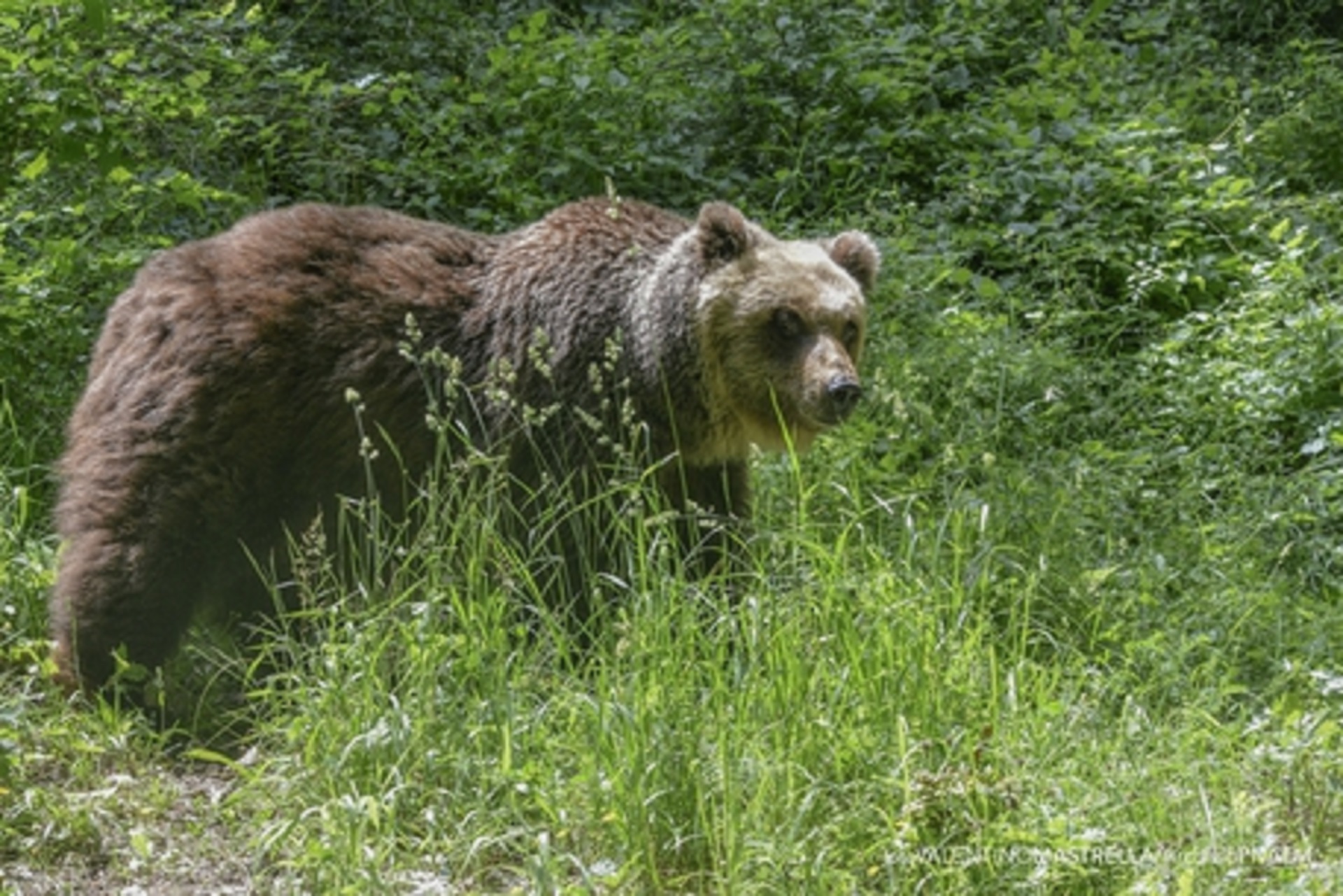 La fuga di M49 non si ferma. Ora l'orso si è liberato anche del collare ...